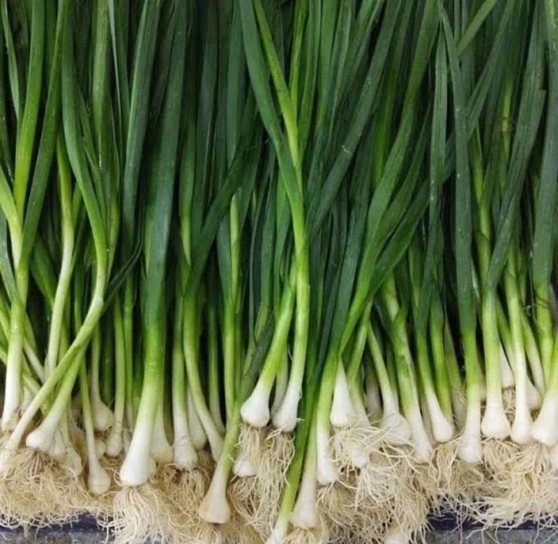 daun sop/bawang prei