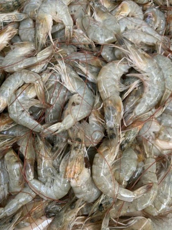 Udang Basah
