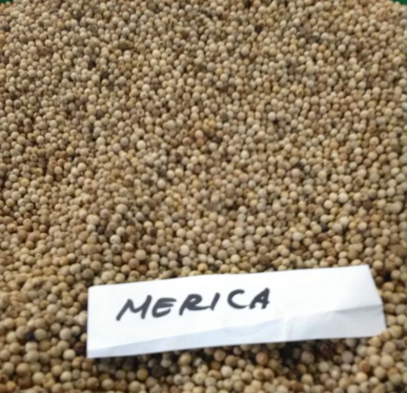 Merica