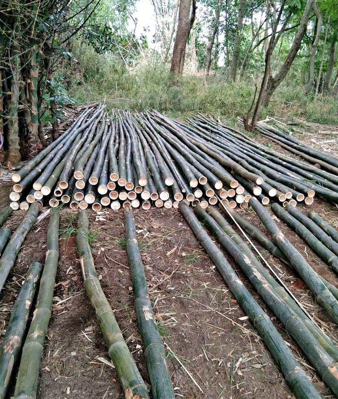 Bambu Ori