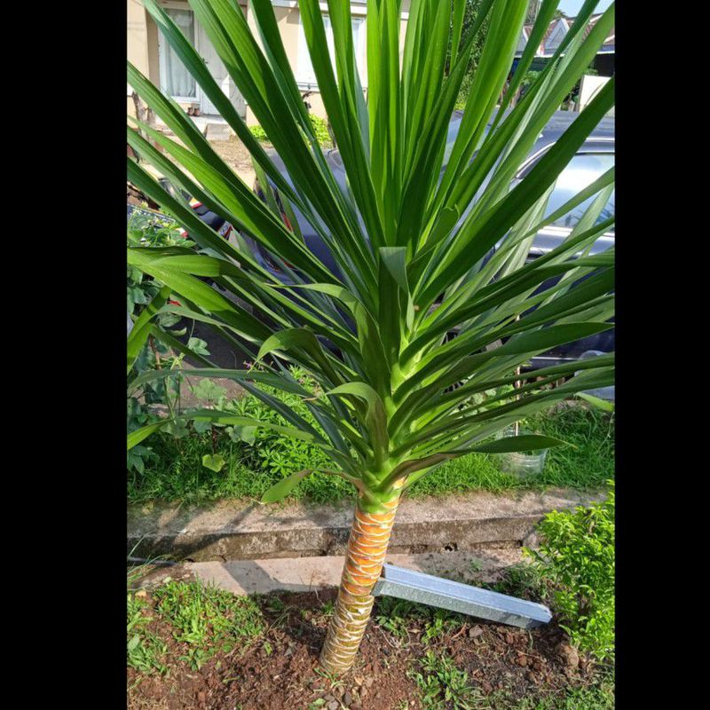 TANAMAN HIAS | PANDAN BALI TUNGGAL TINGGI
