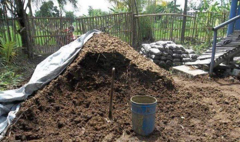 Pupuk Kandang (Sapi)