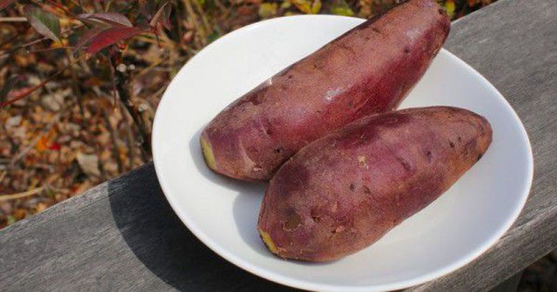 UBI REBUS (1 POTONG)