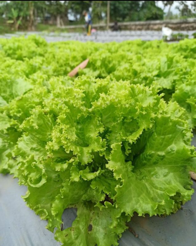 Daun Selada