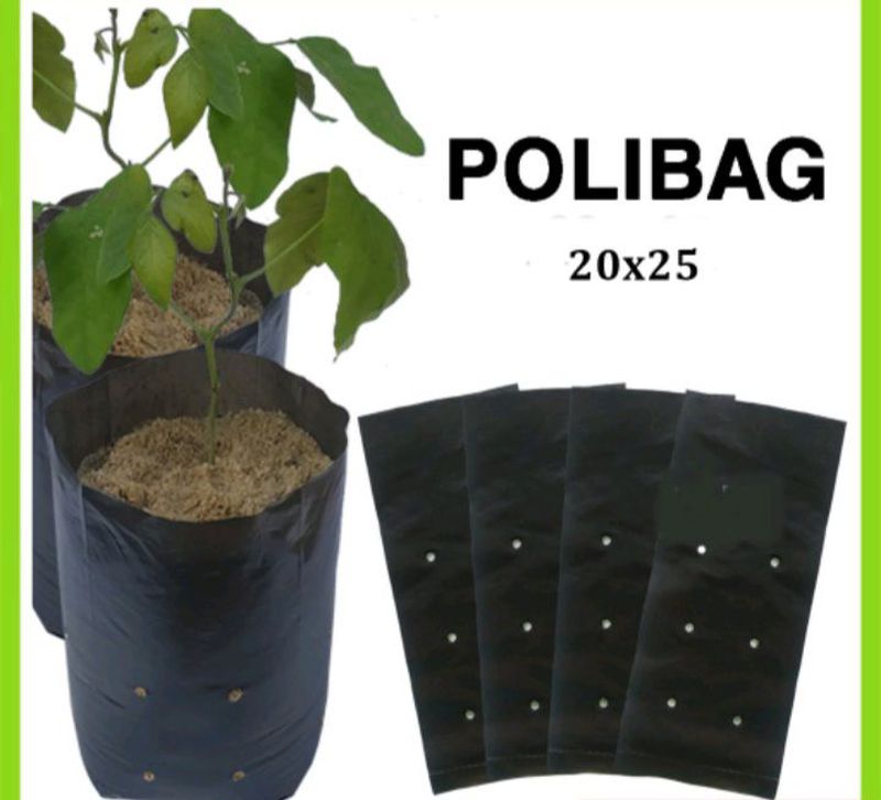 cabe kemasan polybag 20x25
