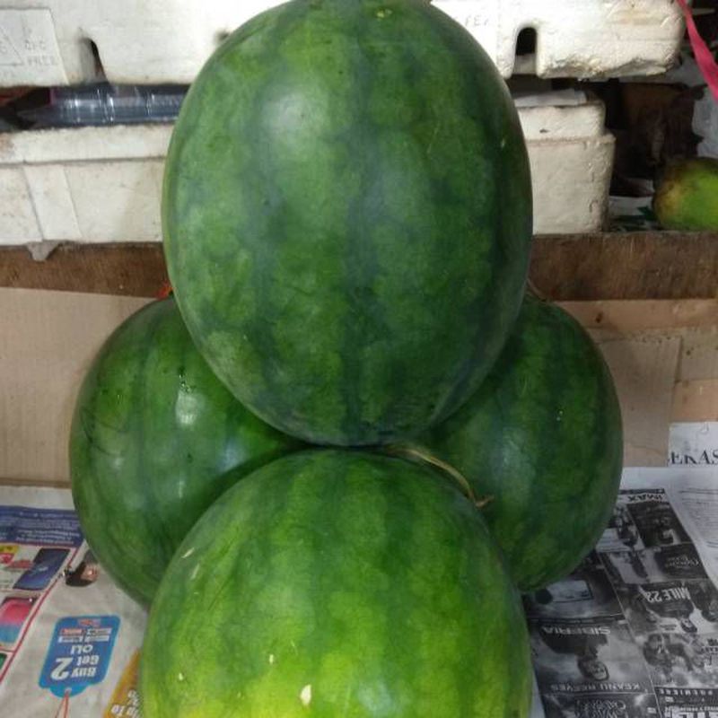 Semangka