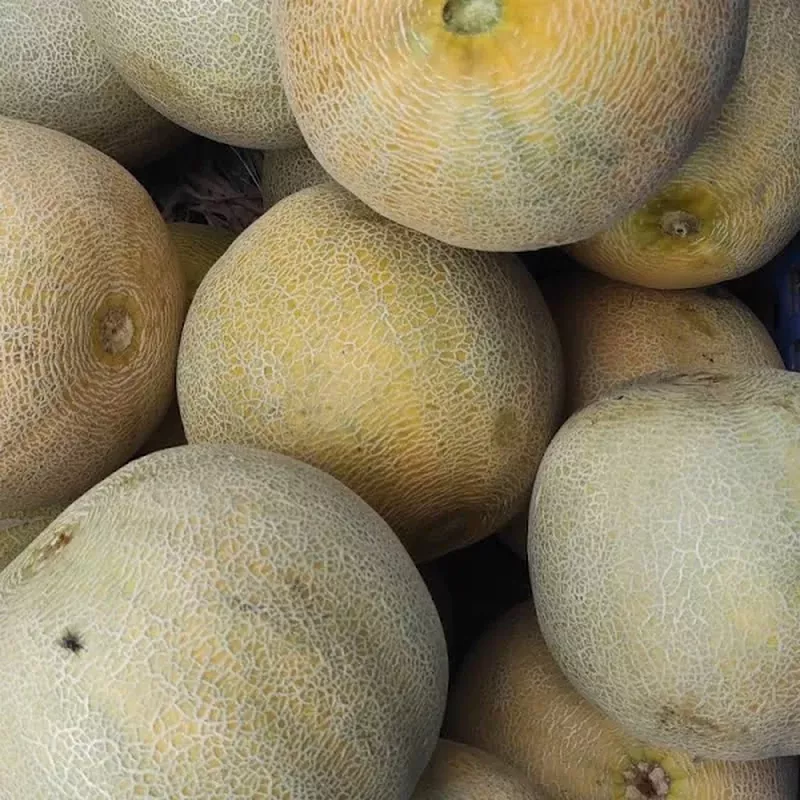 Melon