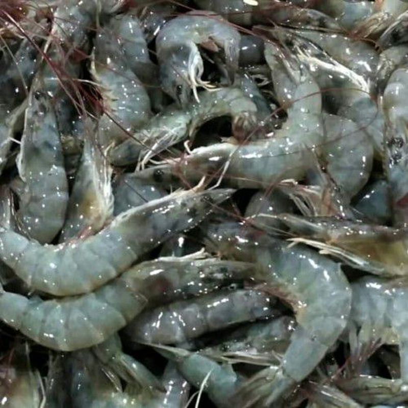 udang