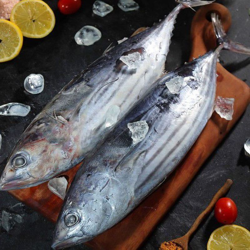 Ikan tongkol