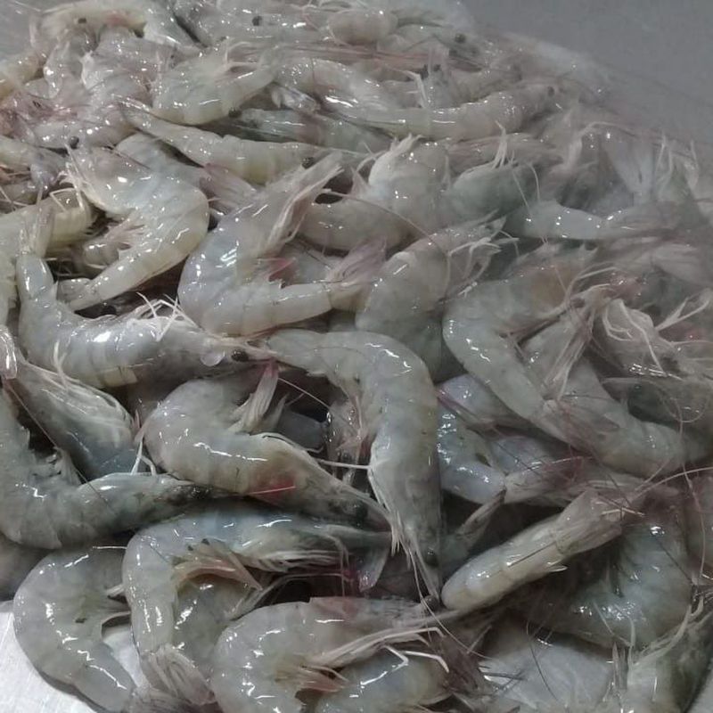 Udang Uk. Sedang