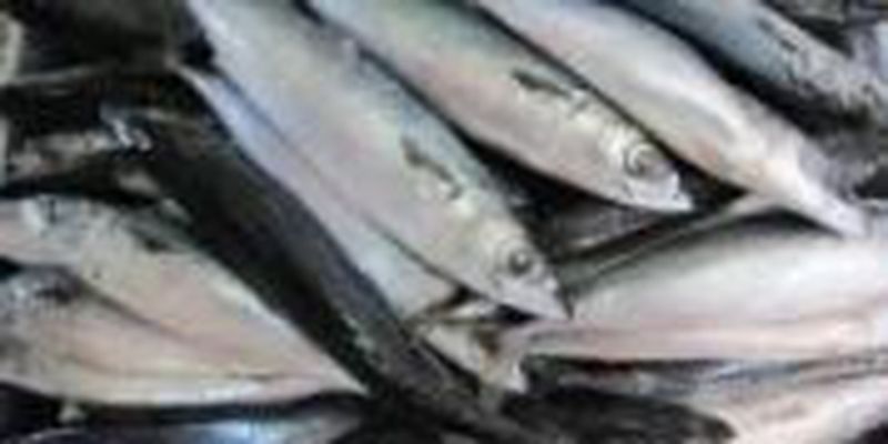 Ikan Salem