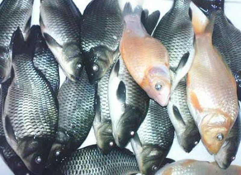 Ikan mas