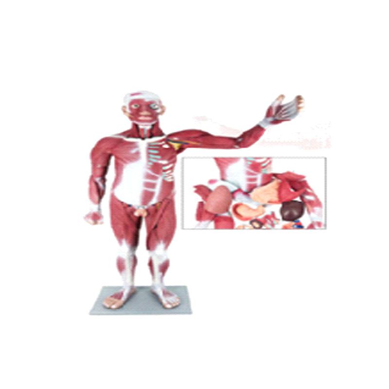 Life Size Male Whole Body Muscle Model with Inner Organs 29 Parts ( ENF ...