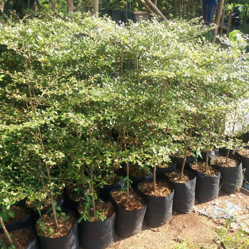 Bunga Ketapang Kencana