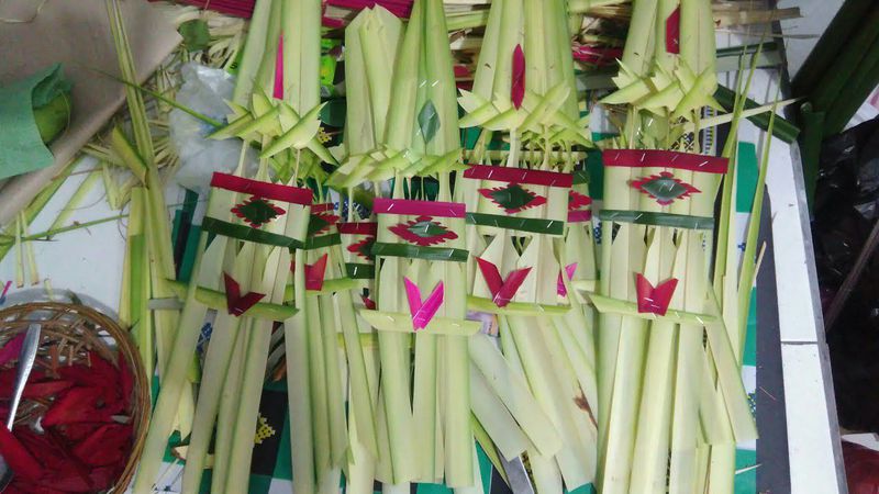 Cenigan sedang dan lamak