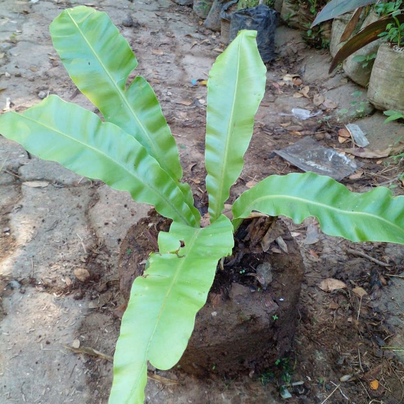 Bunga Kembang Berdoa