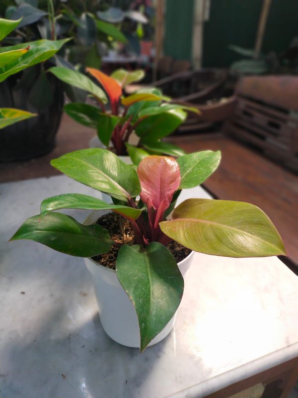 SEWA TANAMAN BUNGA HIDUP / POT MEJA 18-20 CM / PRINCE OF ORANGE by KOKO ...