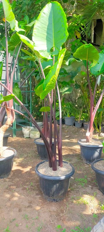 SEWA TANAMAN BUNGA HIDUP / POT DIAMETER 40-50 CM / CENTE HITAM by KOKO ...
