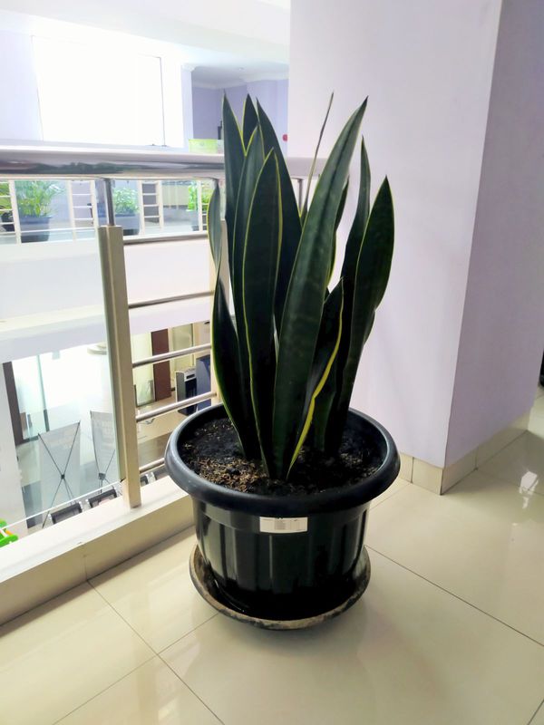 SEWA TANAMAN BUNGA HIDUP / POT DIAMETER 40-50 CM / SANSIVERA PEDANG ...