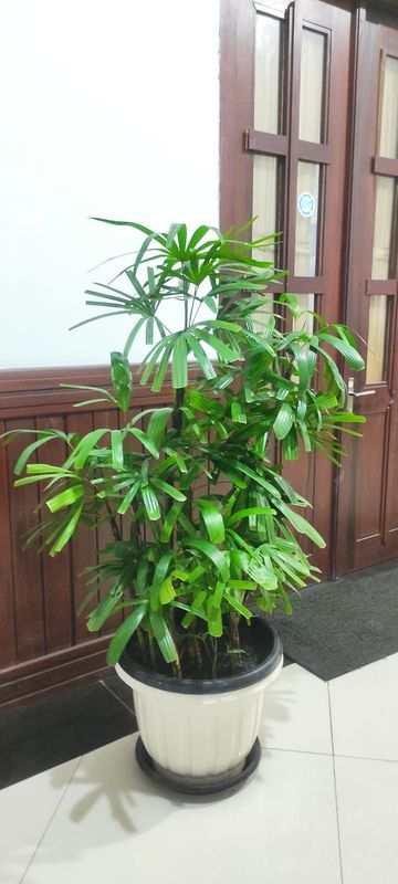 SEWA TANAMAN BUNGA HIDUP / POT DIAMETER 40-50 CM / PALEM REGU by KOKO GROUP