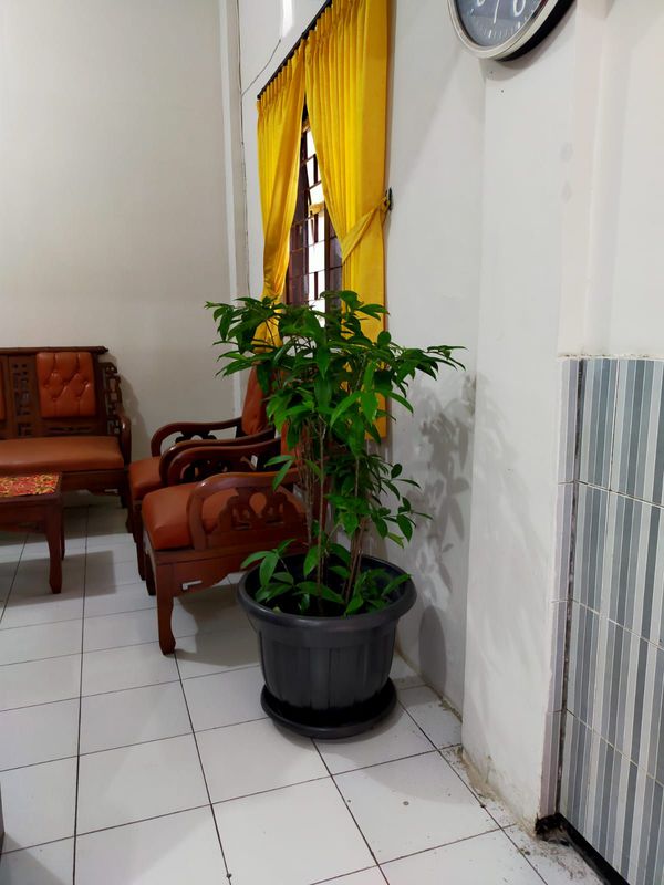 SEWA TANAMAN BUNGA HIDUP / POT DIAMETER 40-50 CM / BAMBU PHILIPINES by ...