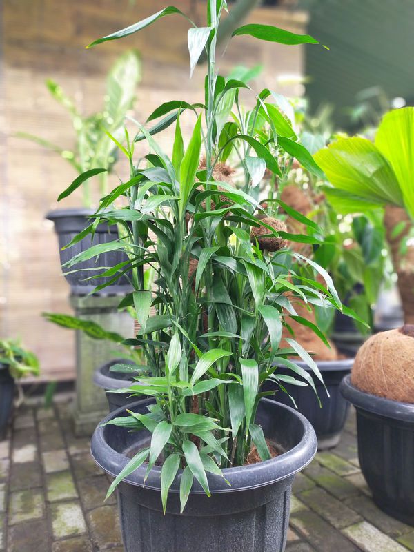 SEWA TANAMAN BUNGA HIDUP / POT DIAMETER 40-50 CM / BAMBU KWAN IM by ...