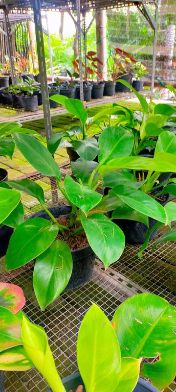 SEWA TANAMAN BUNGA HIDUP / POT MEJA 18-20 CM / PHILO MOONLIGHT by KOKO ...