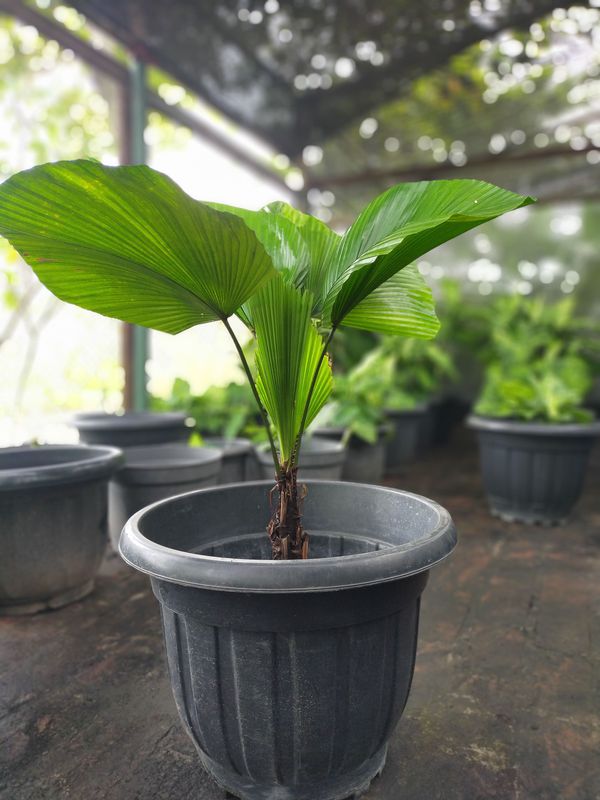 SEWA TANAMAN BUNGA HIDUP / POT DIAMETER 40-50 CM / PALEM KOL by KOKO GROUP