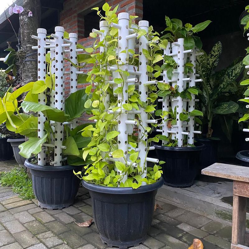 SEWA TANAMAN BUNGA HIDUP / POT DIAMETER 40-50 CM / SIRIH LEMON by KOKO ...