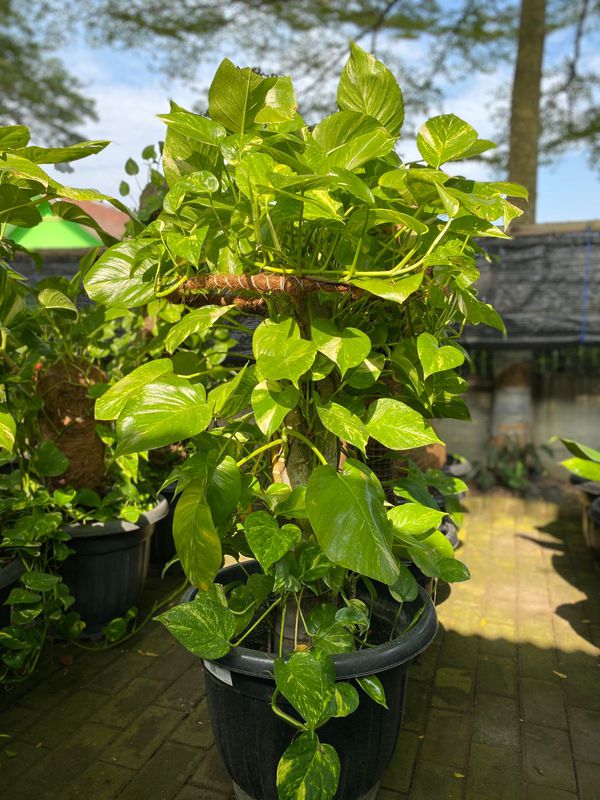 SEWA TANAMAN BUNGA HIDUP / POT DIAMETER 40-50 CM / SIRIH BELANDA by ...