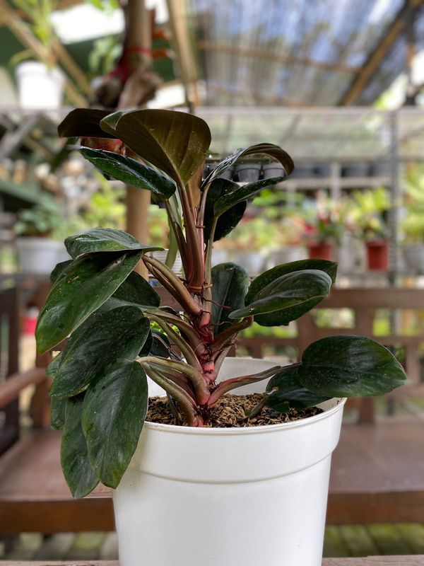 SEWA TANAMAN BUNGA HIDUP / POT MEJA 25-30 CM / KONGO COMPACTA by KOKO GROUP