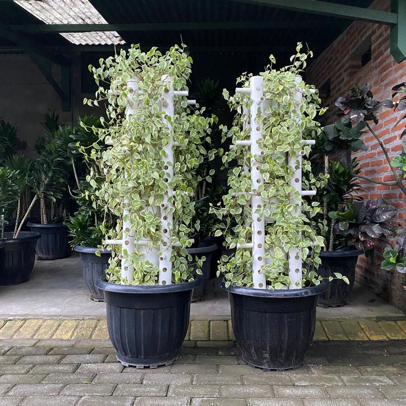 SEWA TANAMAN BUNGA HIDUP / POT DIAMETER 40-50 CM / NERPLAN by KOKO GROUP