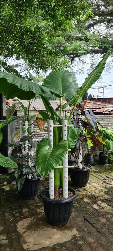 SEWA TANAMAN BUNGA HIDUP / POT DIAMETER 40-50 CM / CENTE HIJAU by KOKO ...