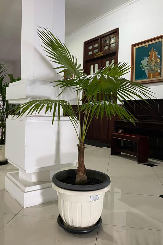 SEWA TANAMAN BUNGA HIDUP / POT DIAMETER 40-50 CM / PALEM BINTANG by ...