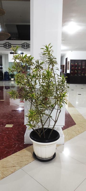 SEWA TANAMAN BUNGA HIDUP / POT DIAMETER 40-50 CM // SONG OF INDIA by ...