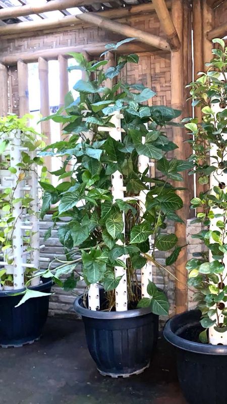 SEWA TANAMAN BUNGA HIDUP / POT DIAMETER 40-50 CM // SYNGONIUM by KOKO GROUP