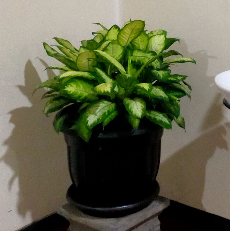 SEWA TANAMAN BUNGA HIDUP / POT DIAMETER 40-50 CM // DIFFEN TISU LOKAL ...