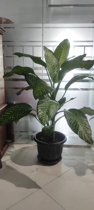 SEWA TANAMAN BUNGA HIDUP / POT DIAMETER 40-50 CM // DIFFEN BOWMANI by ...