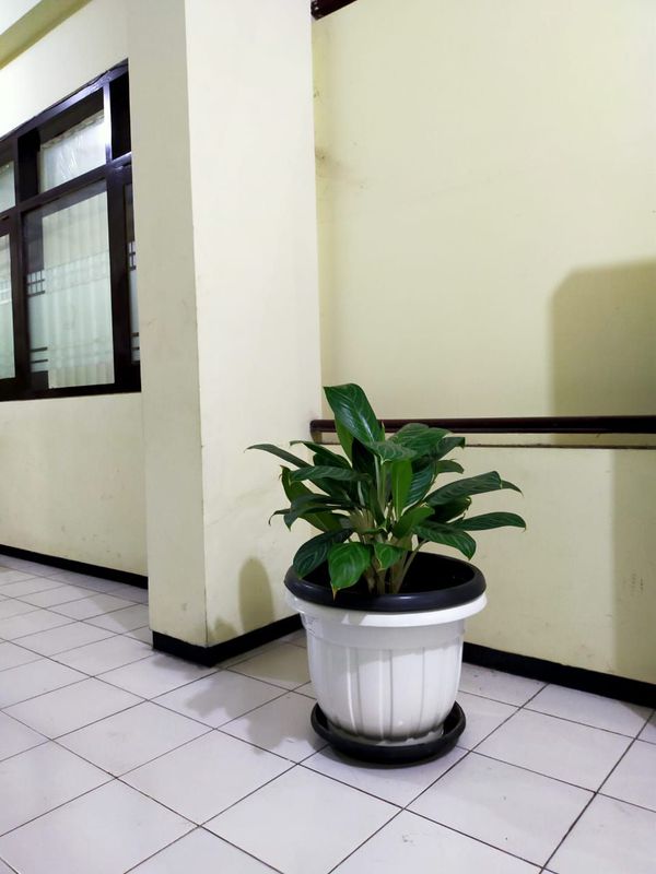 SEWA TANAMAN BUNGA HIDUP / POT DIAMETER 40-50 CM // AGLONEMA SRI REJEKI ...