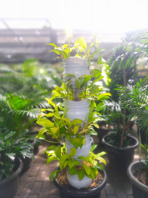 SEWA TANAMAN BUNGA HIDUP / POT DIAMETER 40-50 CM // PHILO GOLDEN by ...