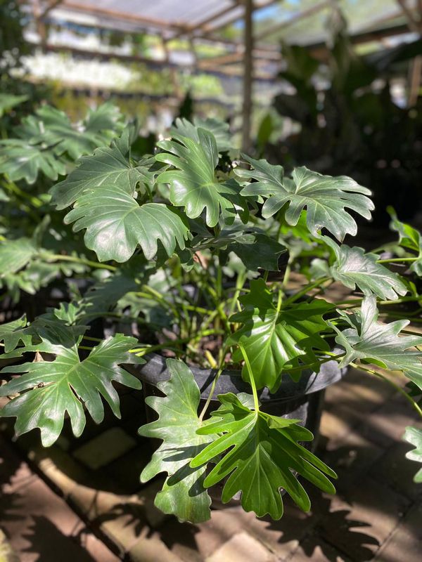 SEWA TANAMAN BUNGA HIDUP / POT DIAMETER 40-50 CM // PHILO SELOUM by ...