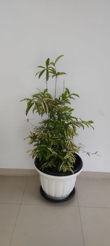SEWA TANAMAN BUNGA HIDUP / POT DIAMETER 40-50 CM // BAMBU FLORIDA ...