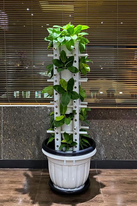 SEWA TANAMAN BUNGA HIDUP / POT DIAMETER 40-50 CM // PHILO MOONLIGHT by ...