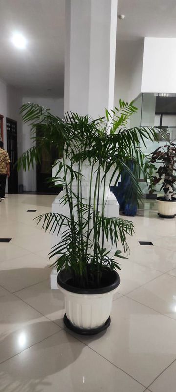 SEWA TANAMAN BUNGA HIDUP / POT DIAMETER 40-50 CM // PALEM CAMEDORIA by ...