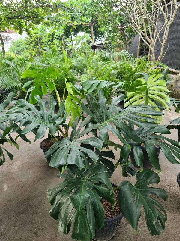 SEWA TANAMAN BUNGA HIDUP / POT DIAMETER 40-50 CM // PHILO MONSTERA KING by KOKO GROUP