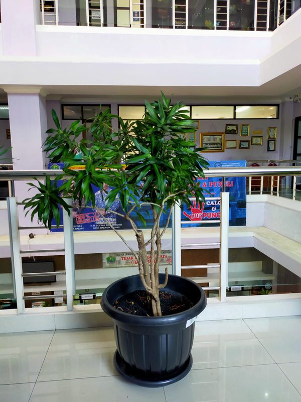 SEWA TANAMAN BUNGA HIDUP / POT DIAMETER 40-50 CM // SONG OF JAMAICA by ...