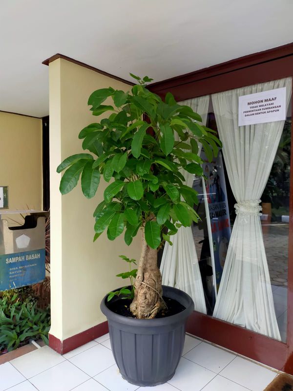 SEWA TANAMAN BUNGA HIDUP / POT DIAMETER 40-50 CM // WALISONGO HIJAU ...