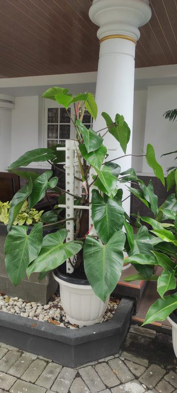 SEWA TANAMAN BUNGA HIDUP / POT DIAMETER 40-50 CM // PHILO GREEN by KOKO ...