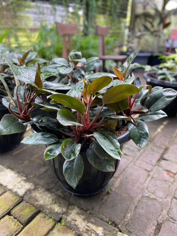 SEWA TANAMAN BUNGA HIDUP / POT DIAMETER 40-50 CM // PHILO KONGO ...