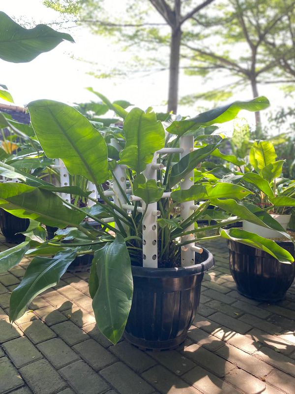 SEWA TANAMAN BUNGA HIDUP / POT DIAMETER 40-50 CM // PHILO MELINONI by ...